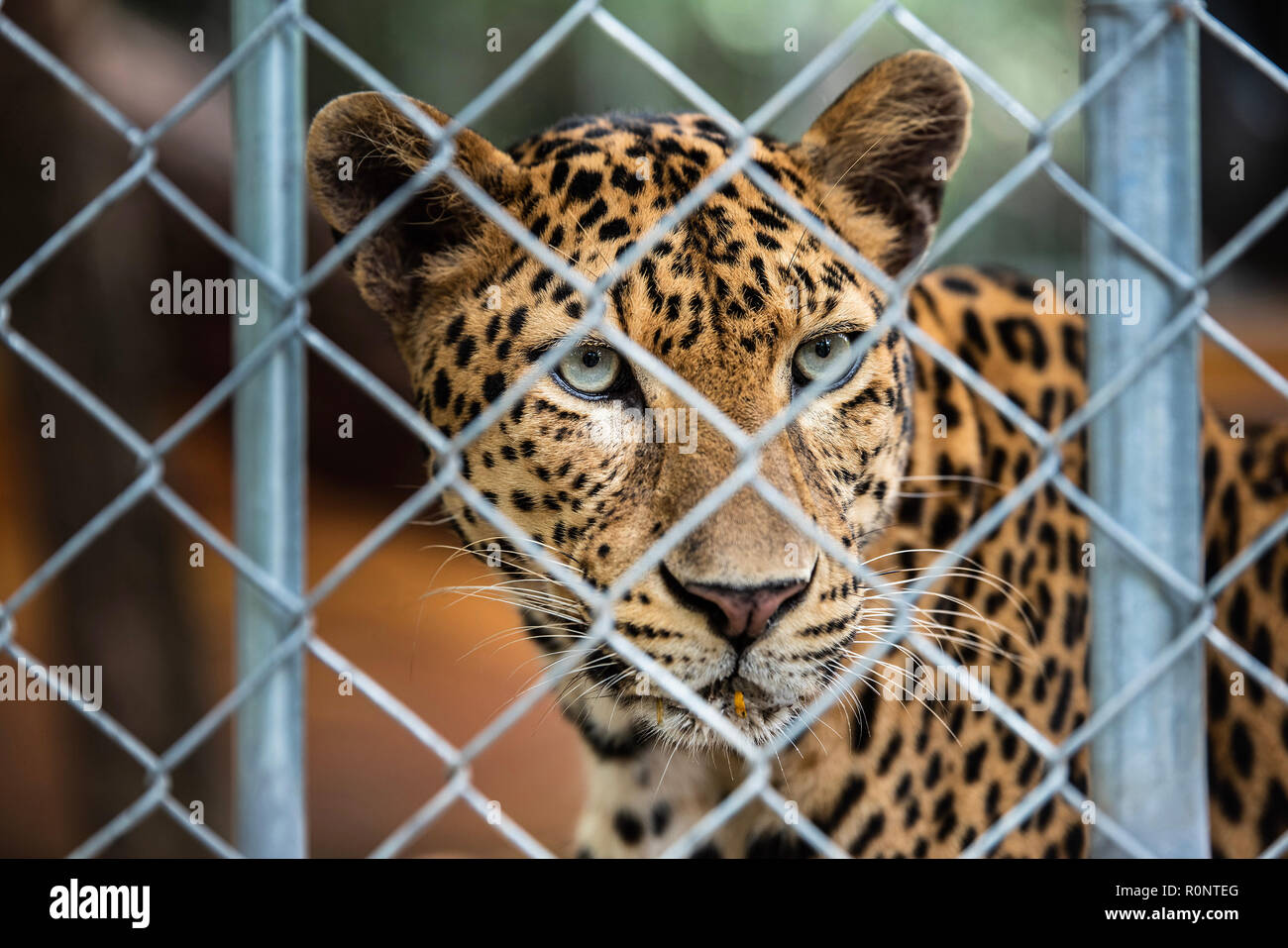 Leopard is in the cage in the zoo Stock Photo - Alamy