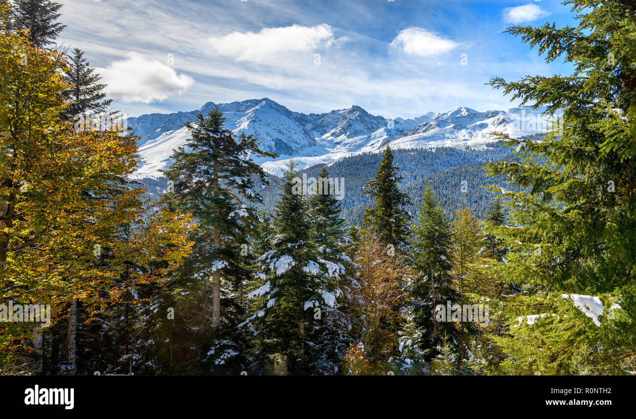 view of fir trees in french pyrenees mountains with Pic du Midi de ...