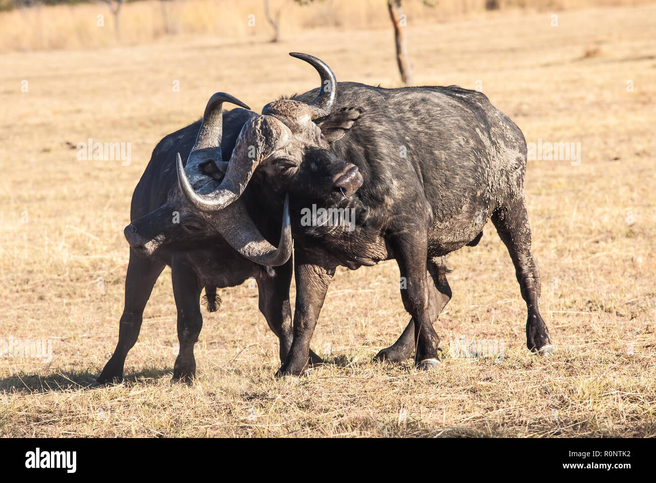 Two Buffalo fighting, Limpopo, South Africa Stock Photo - Alamy