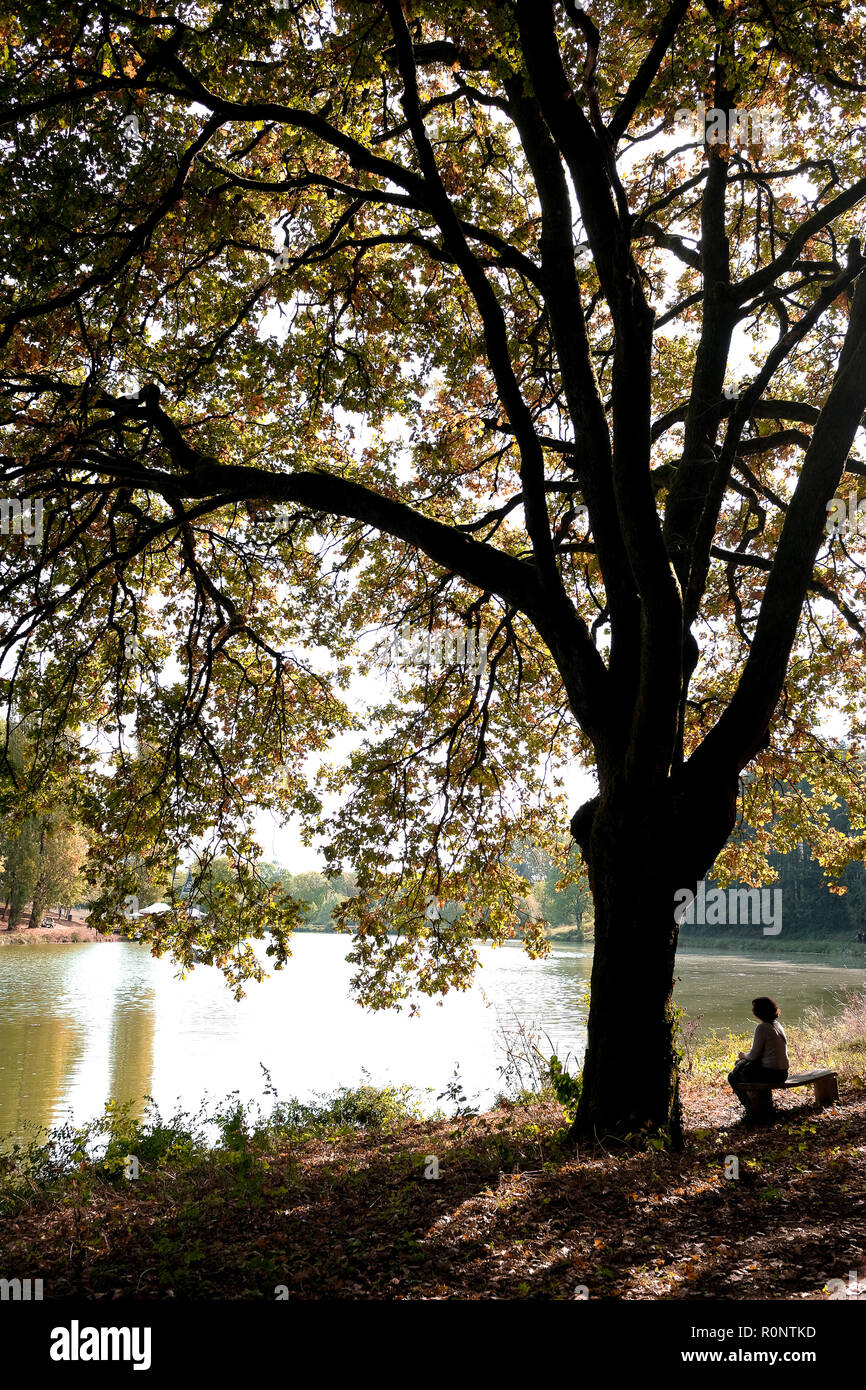 Woman sitting under oak tree hi-res stock photography and images - Alamy
