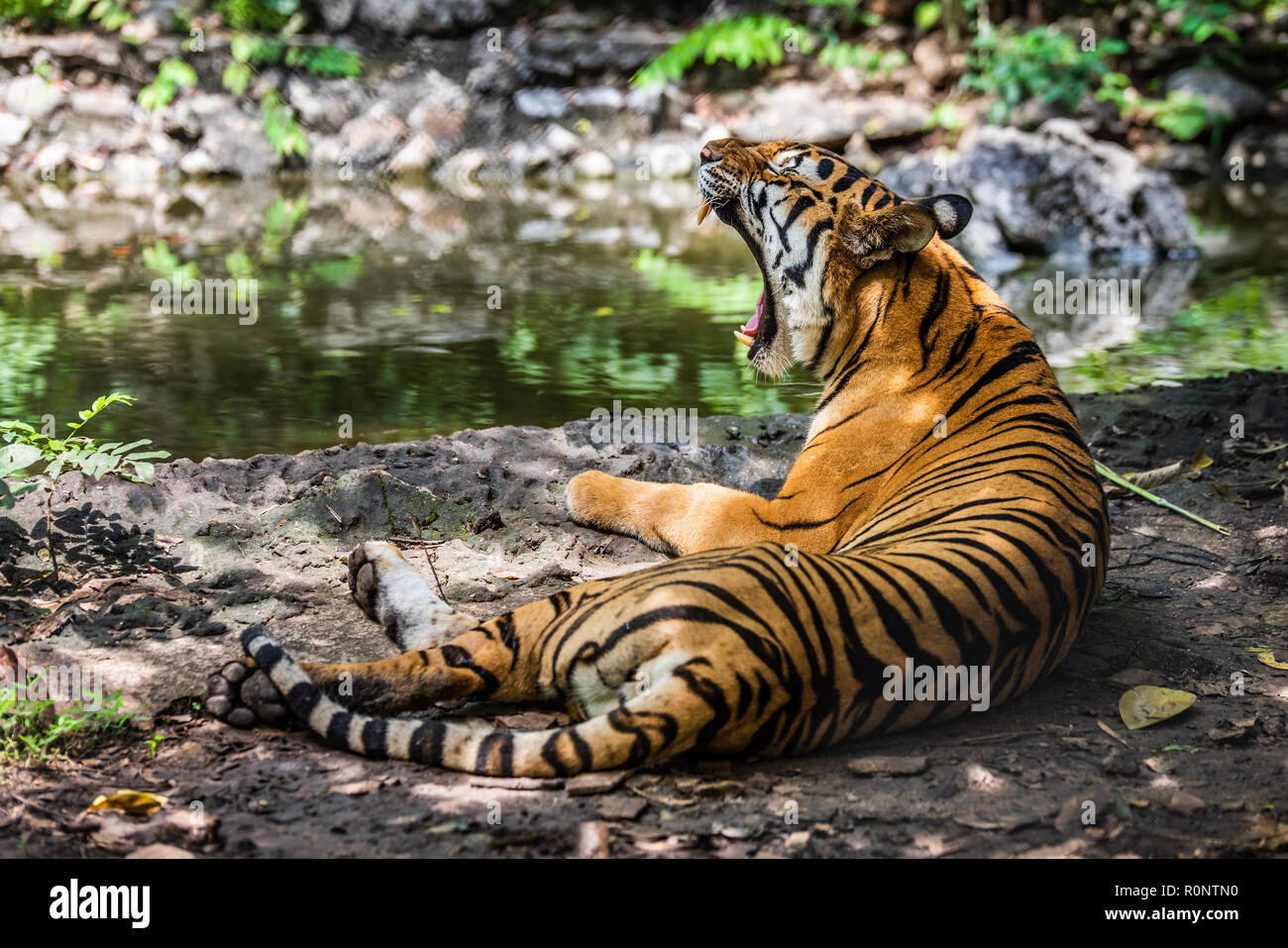 Asian tiger in tropical forest Stock Photo - Alamy