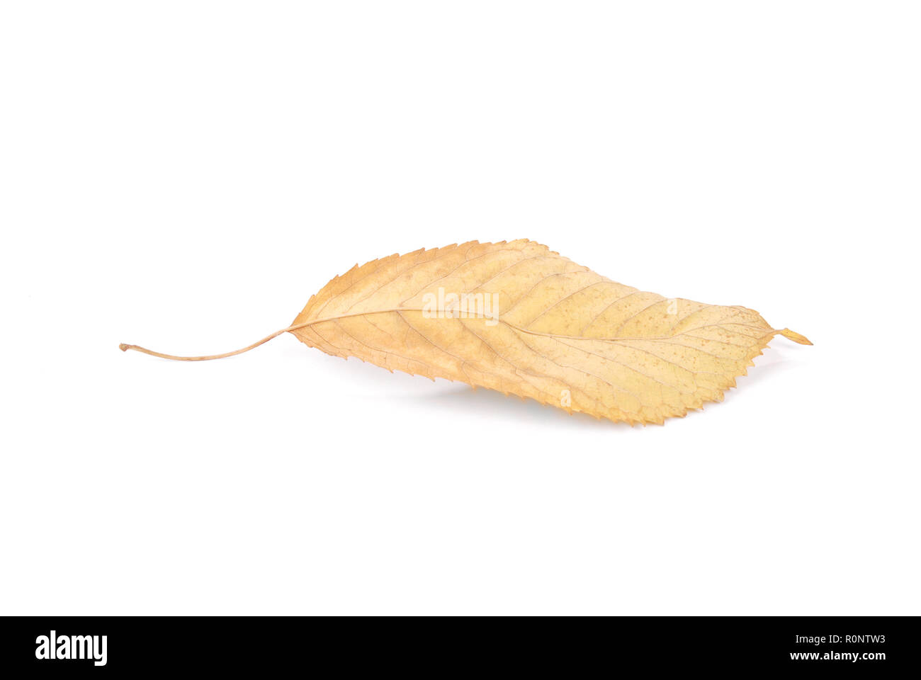 Collection beautiful colorful autumn cherry leaves isolated on white ...