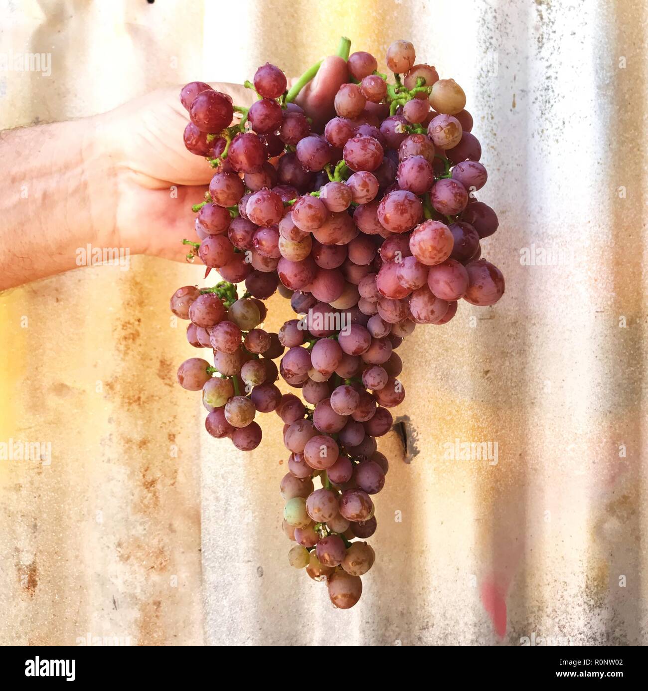 Mans hand holding grapes hi-res stock photography and images - Alamy