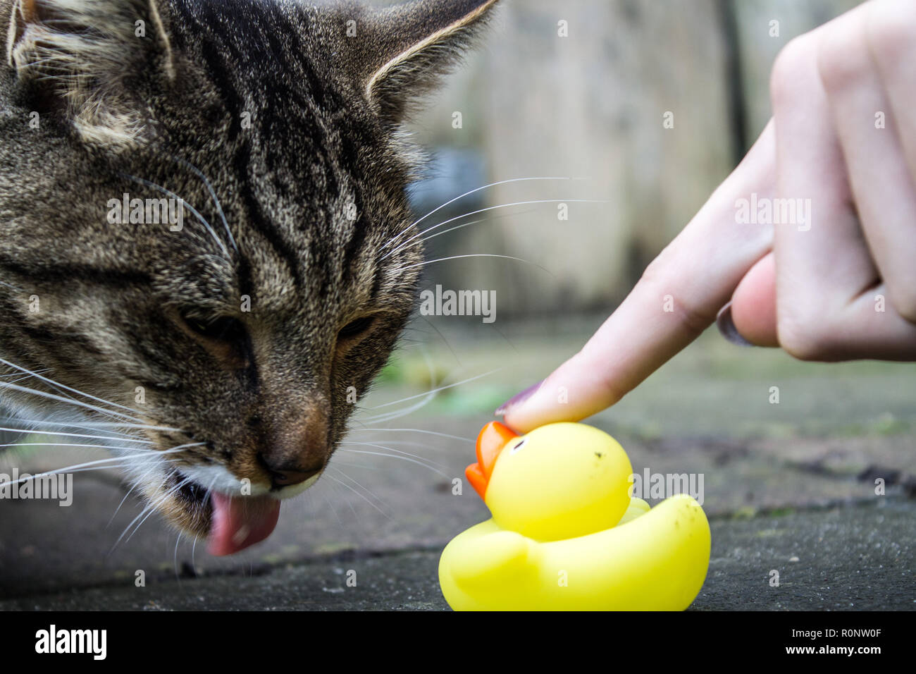 Cat making a funny face by sticking out his tongue to a rubber duck ...
