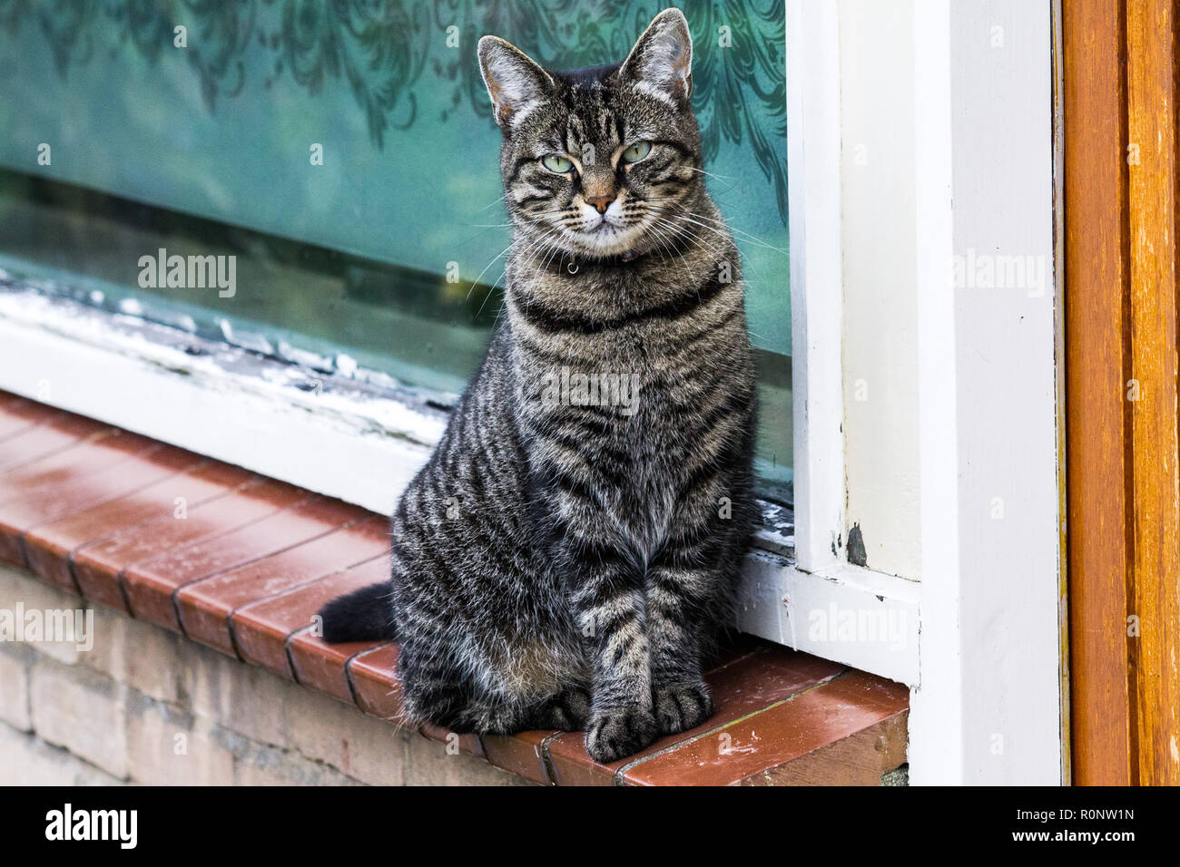 A beautiful cat sitting on a small ledge near the window posing for the ...