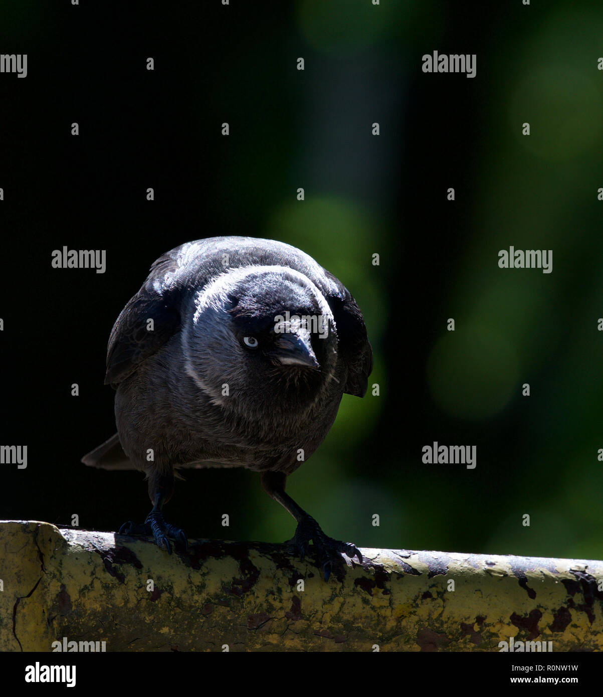 Portrait of a crow on a branch, Lentvaris, Lithuania Stock Photo - Alamy