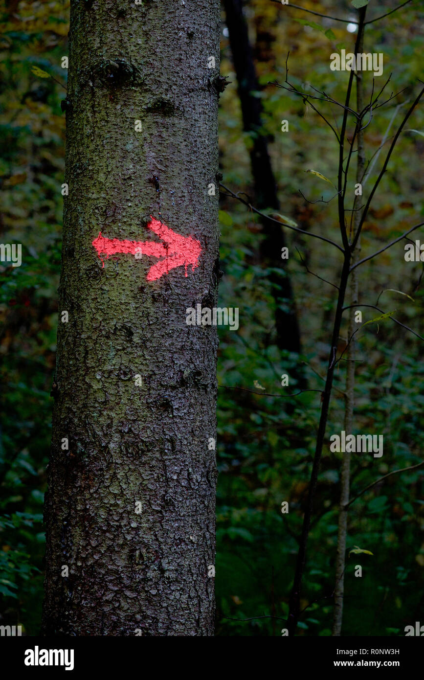 Arrow on the tree trunk hi-res stock photography and images - Alamy