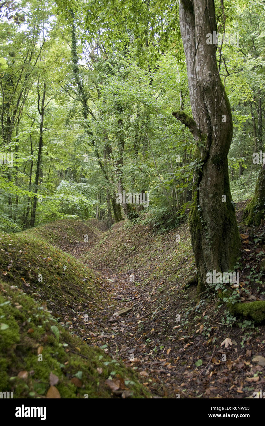 Remnants of World War One trenches from the Battle of Verdun, France ...