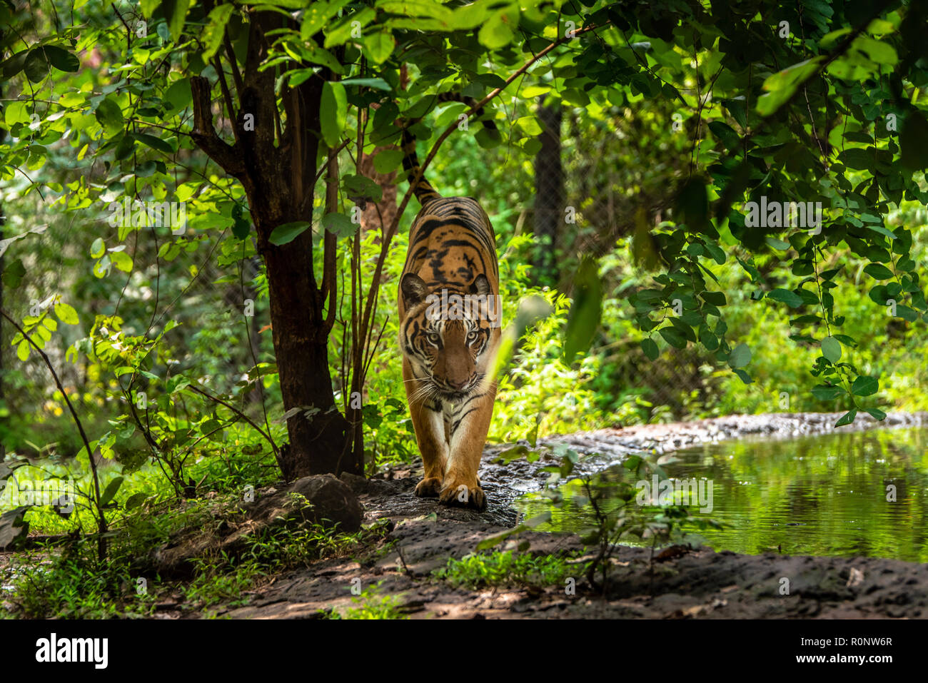 Asian tiger in tropical forest Stock Photo - Alamy