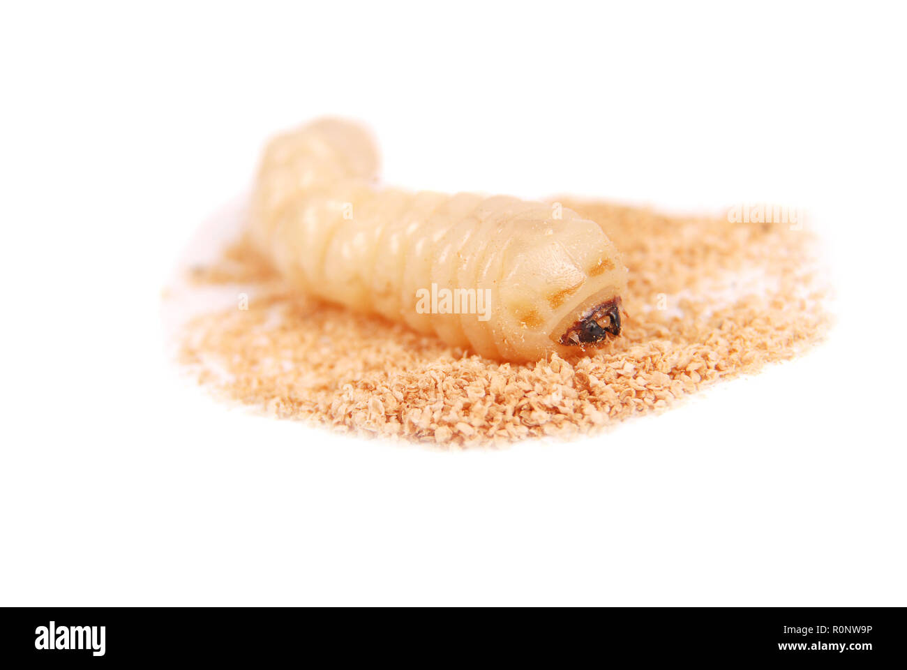 Larva bark beetle (Scolytinae). Larva of Bark beetles legless isolated ...