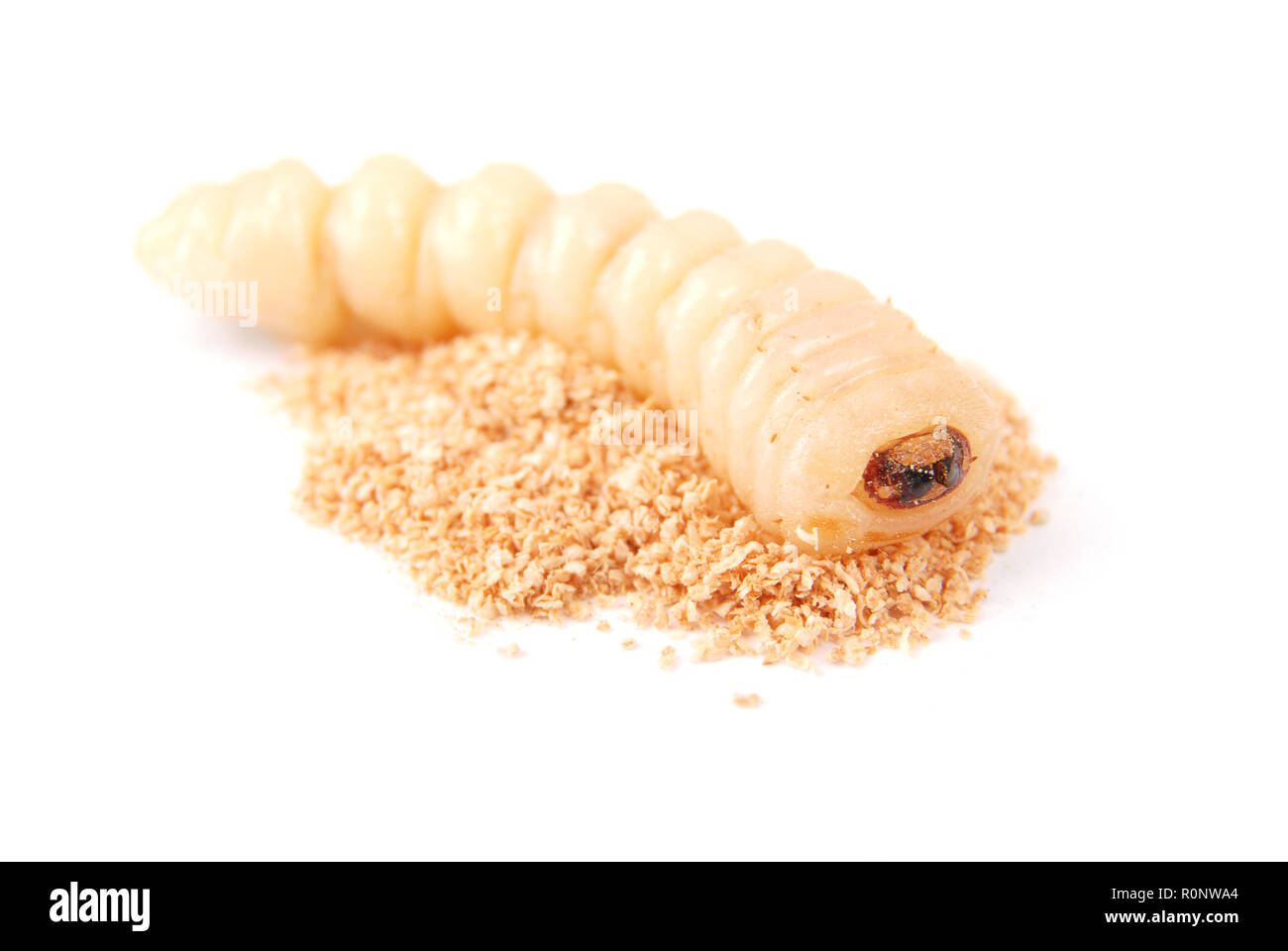 Larva bark beetle (Scolytinae). Larva of Bark beetles legless isolated ...