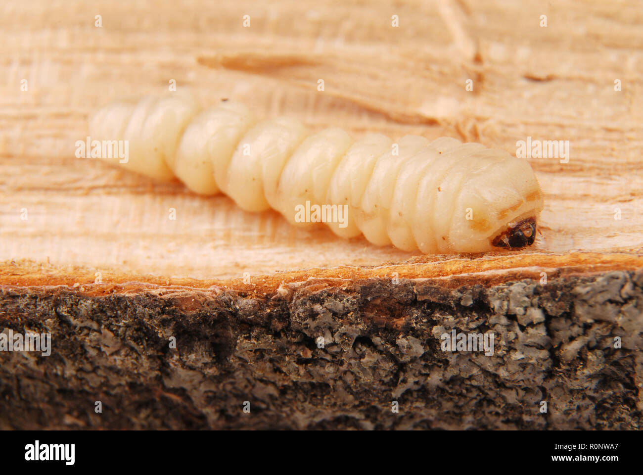 Larva bark beetle (Scolytinae). Larva of Bark beetles legless on wood ...