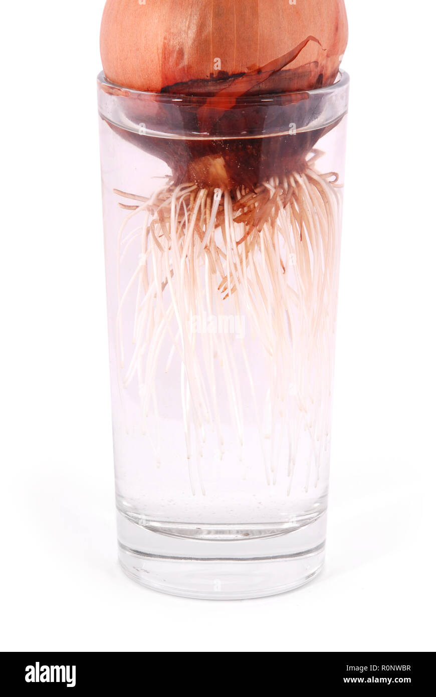 Closeup on spring onion roots hi-res stock photography and images - Alamy