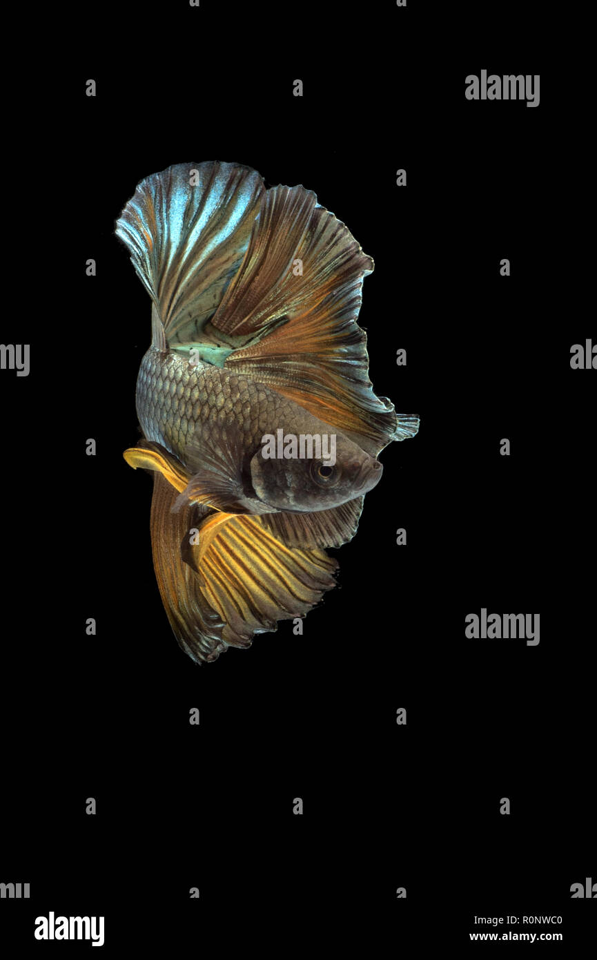 Portrait of a betta fish, Indonesia Stock Photo - Alamy