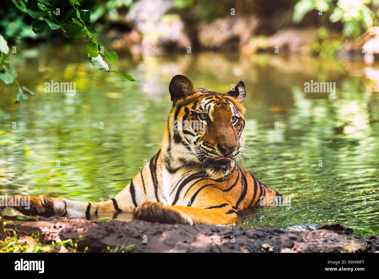 Captive bengal tiger forest hi-res stock photography and images - Alamy