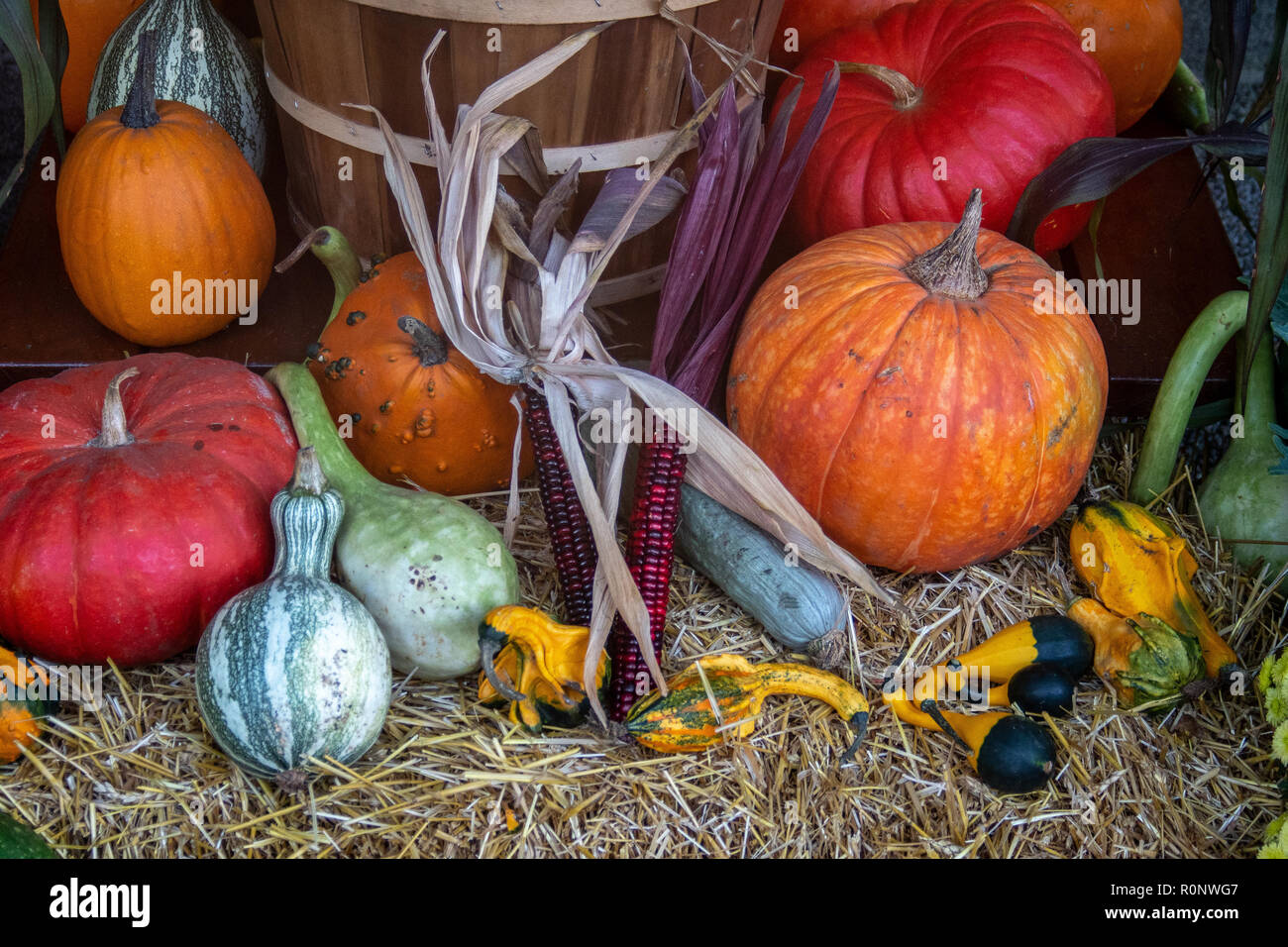 Autumn pumpkin, squash and corn cob decorations Stock Photo - Alamy