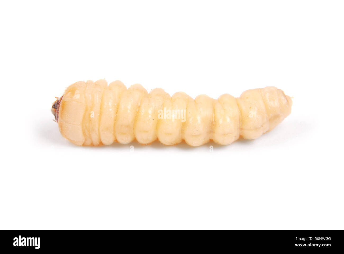 Larva bark beetle (Scolytinae). Larva of Bark beetles legless isolated ...