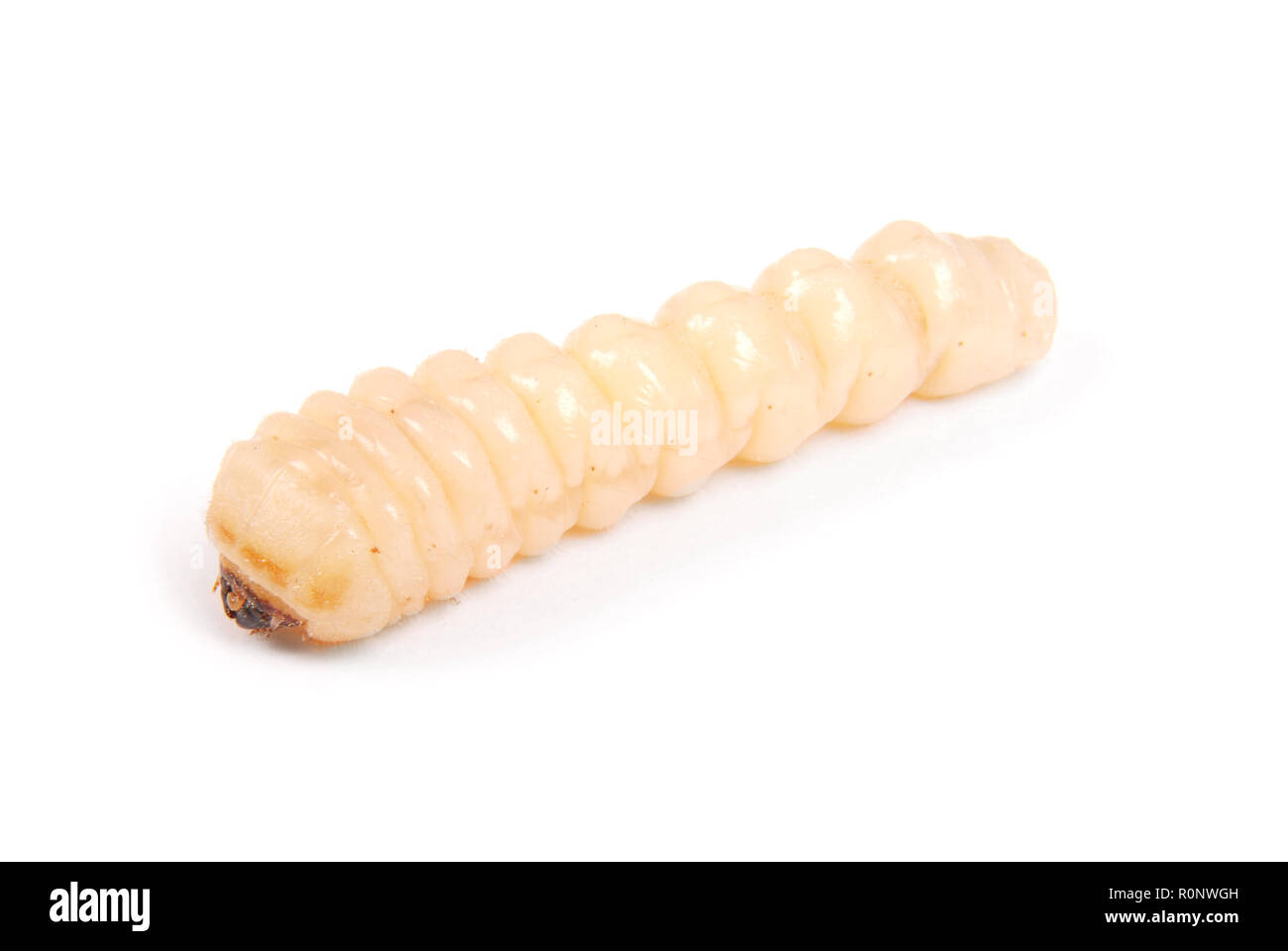 Larva bark beetle (Scolytinae). Larva of Bark beetles legless isolated ...