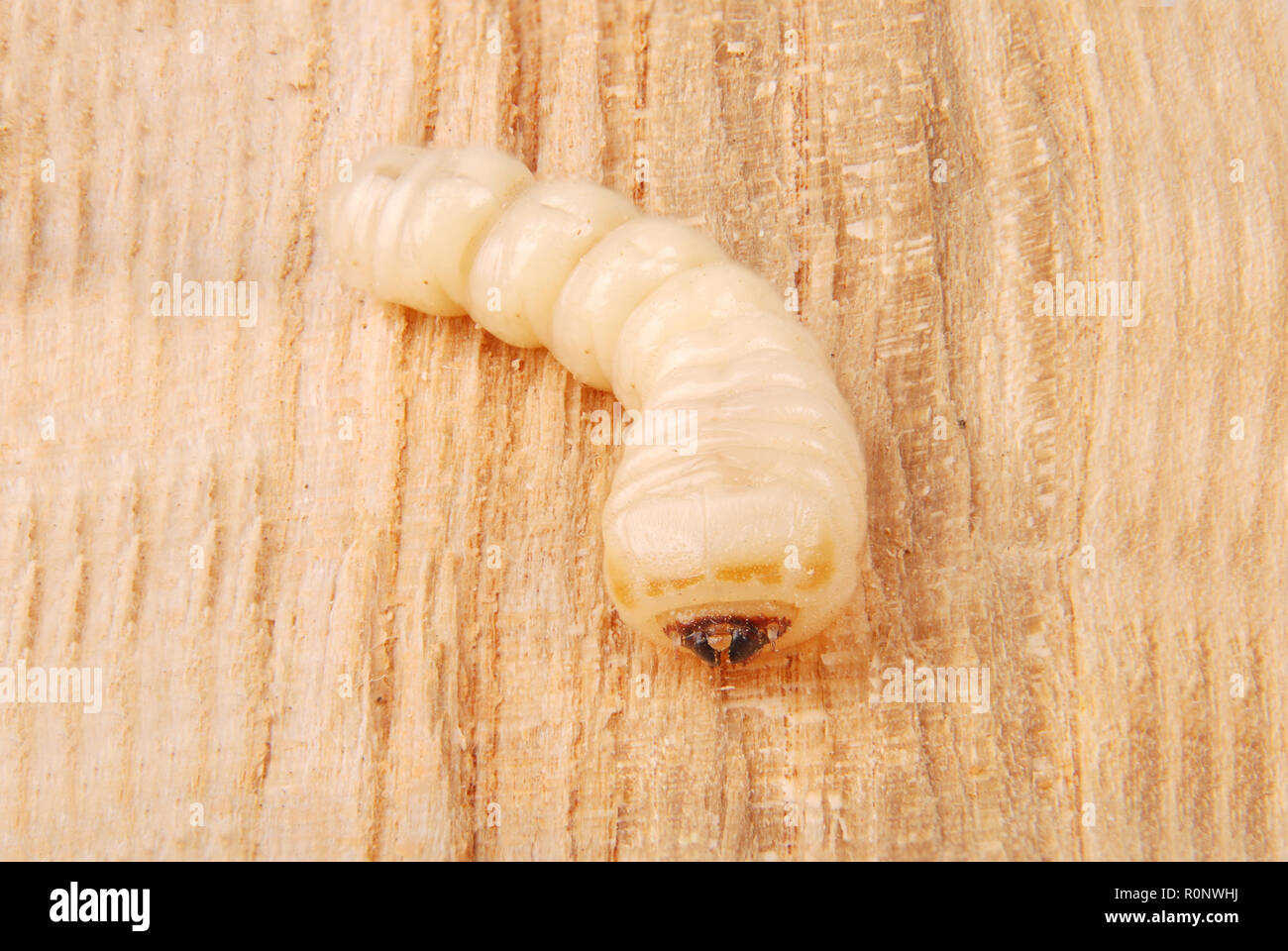 Larva bark beetle (Scolytinae). Larva of Bark beetles legless on wood ...