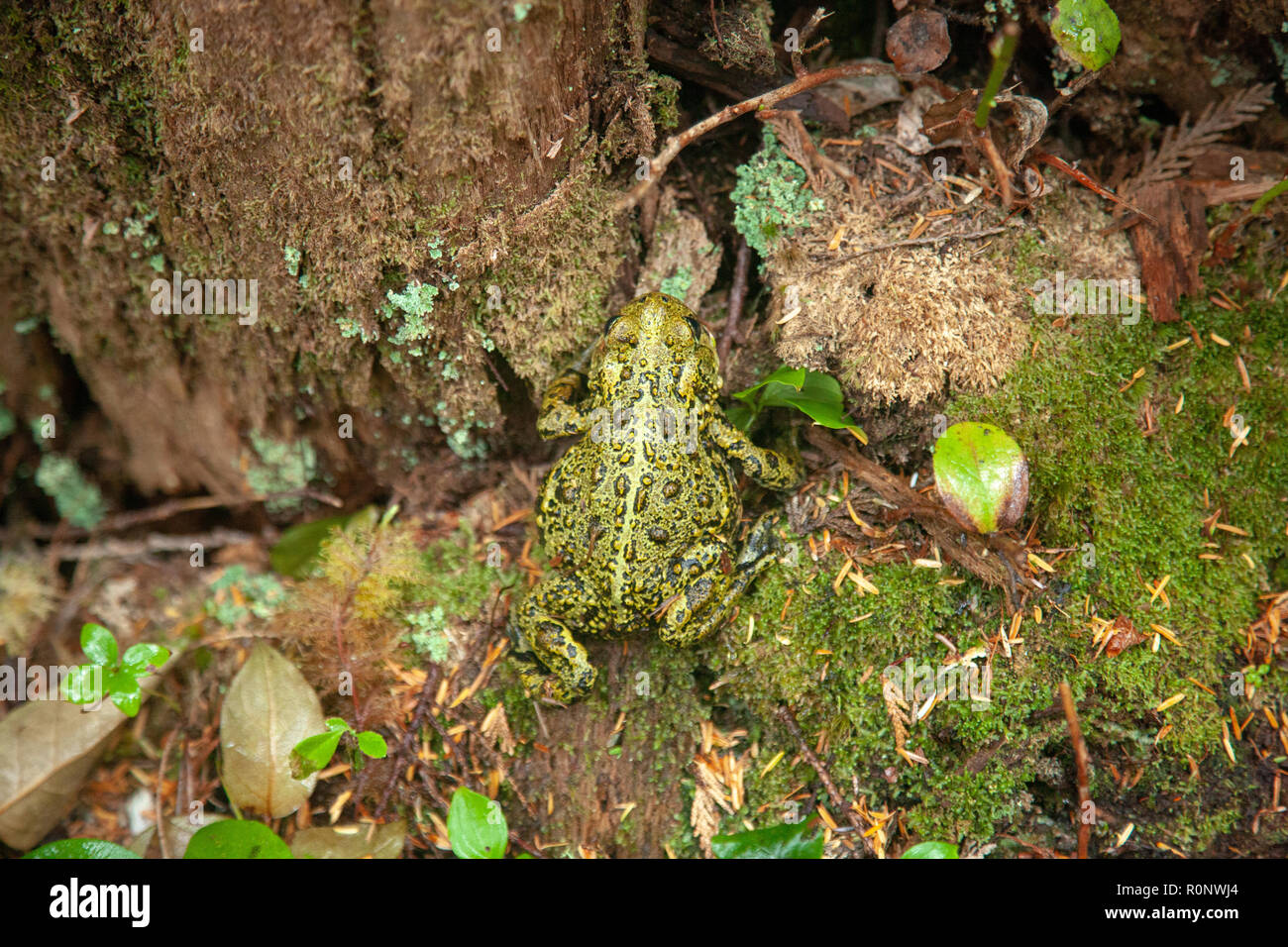 Overhead view of a Woodland toad, Cape Scott Provincial Park, Vancouver ...