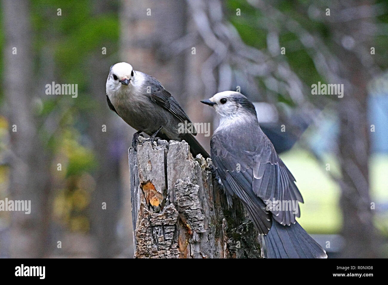 GRAY JAY, perisoreus canadensis, Birds of North America Stock Photo - Alamy