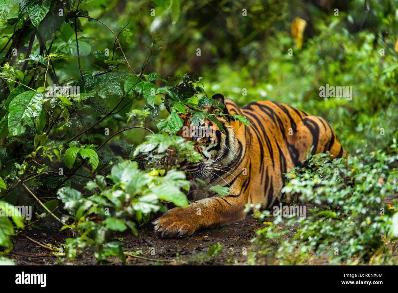 Tiger In A Tropical Rainforest
