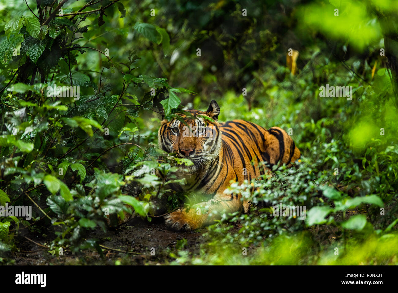 Asian tiger in tropical forest Stock Photo - Alamy