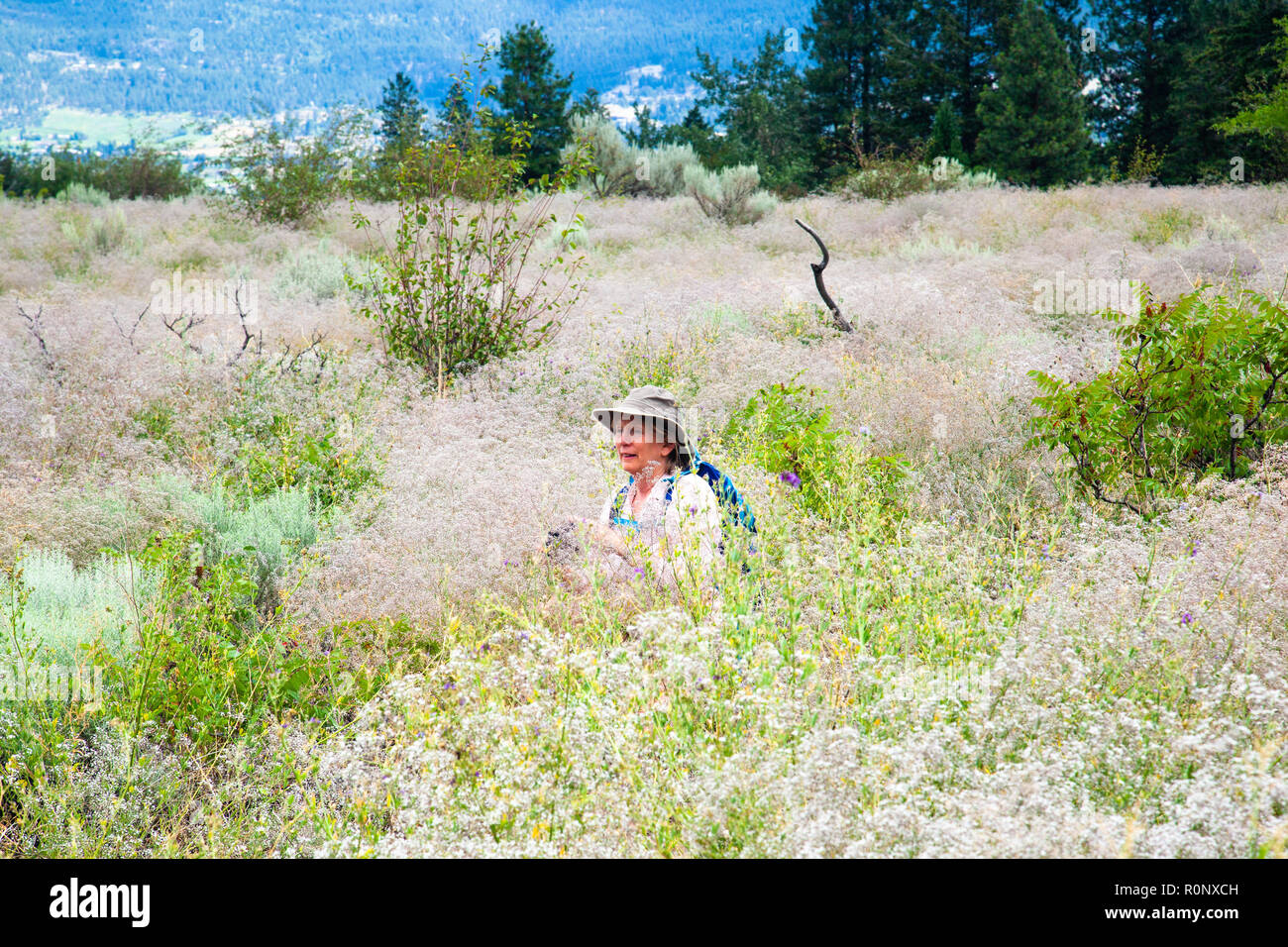 Walking meadow hi-res stock photography and images - Alamy