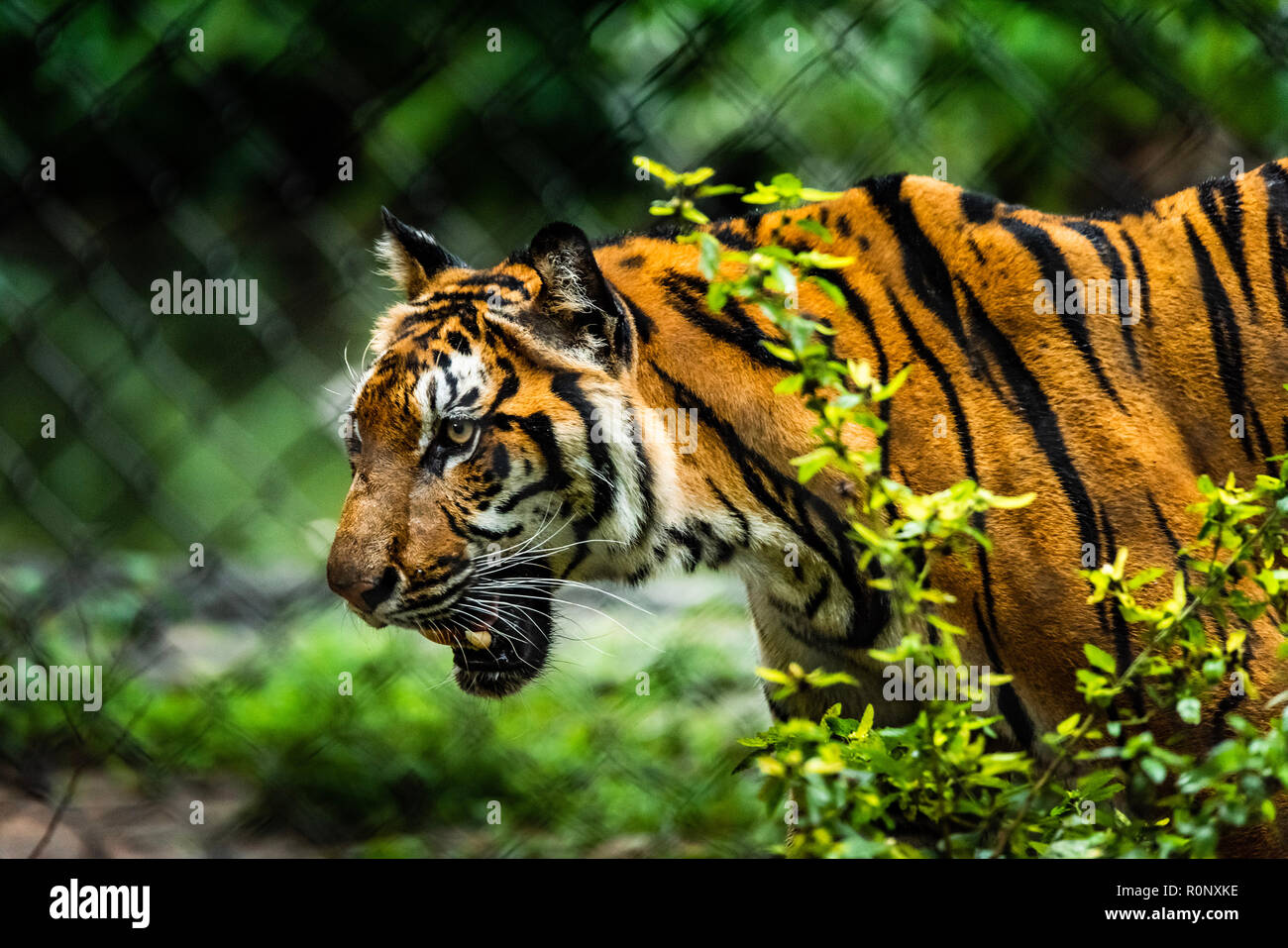 Asian white tiger hi-res stock photography and images - Alamy