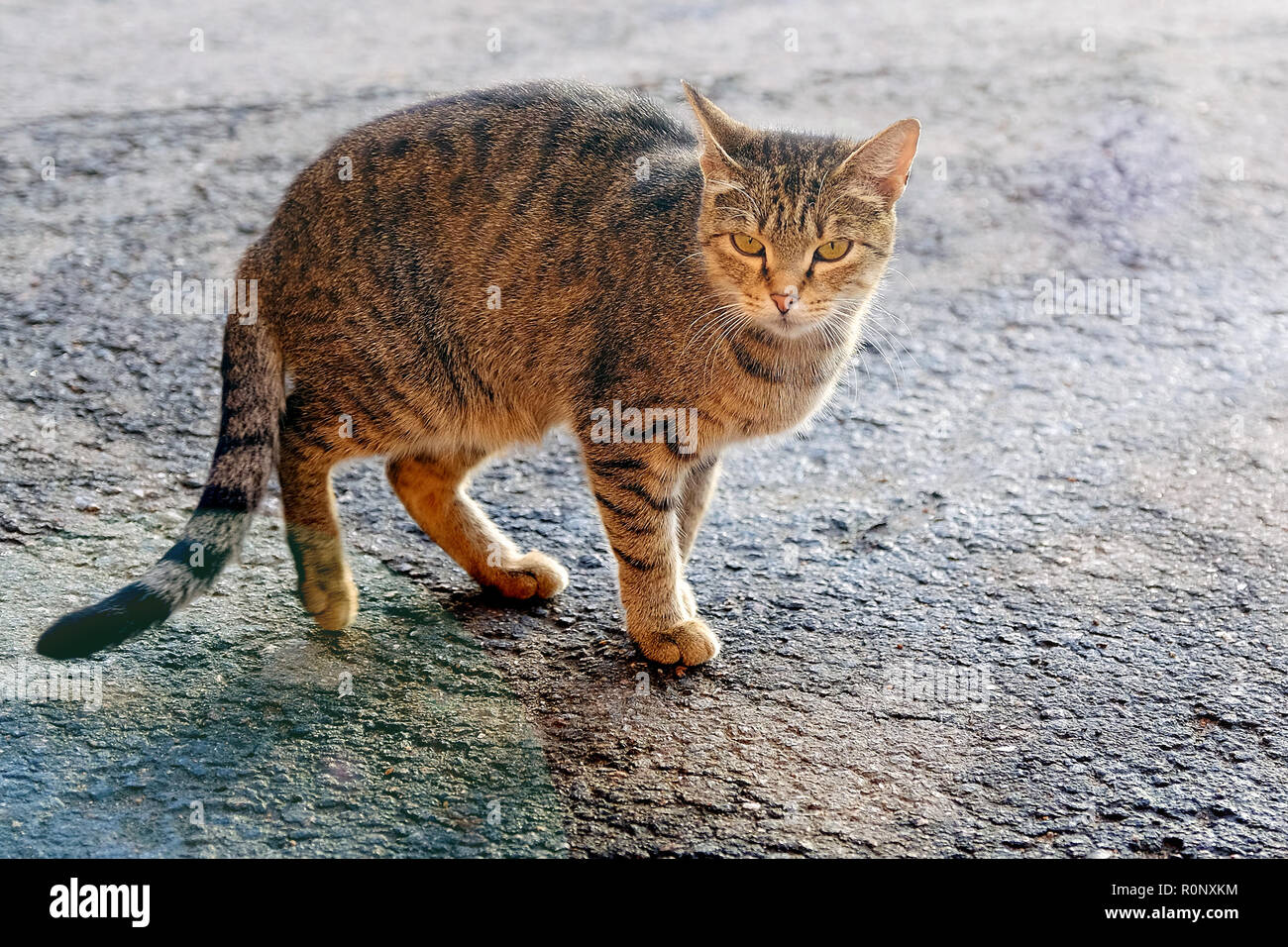 cat on the pavement in the sun. the cat sitting posing on the asphalt ...