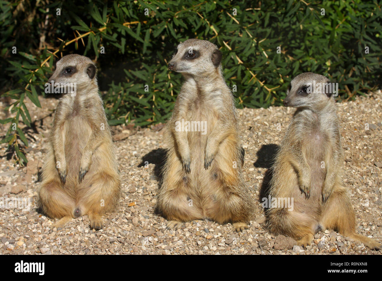 Meerkat in black background hi-res stock photography and images - Alamy