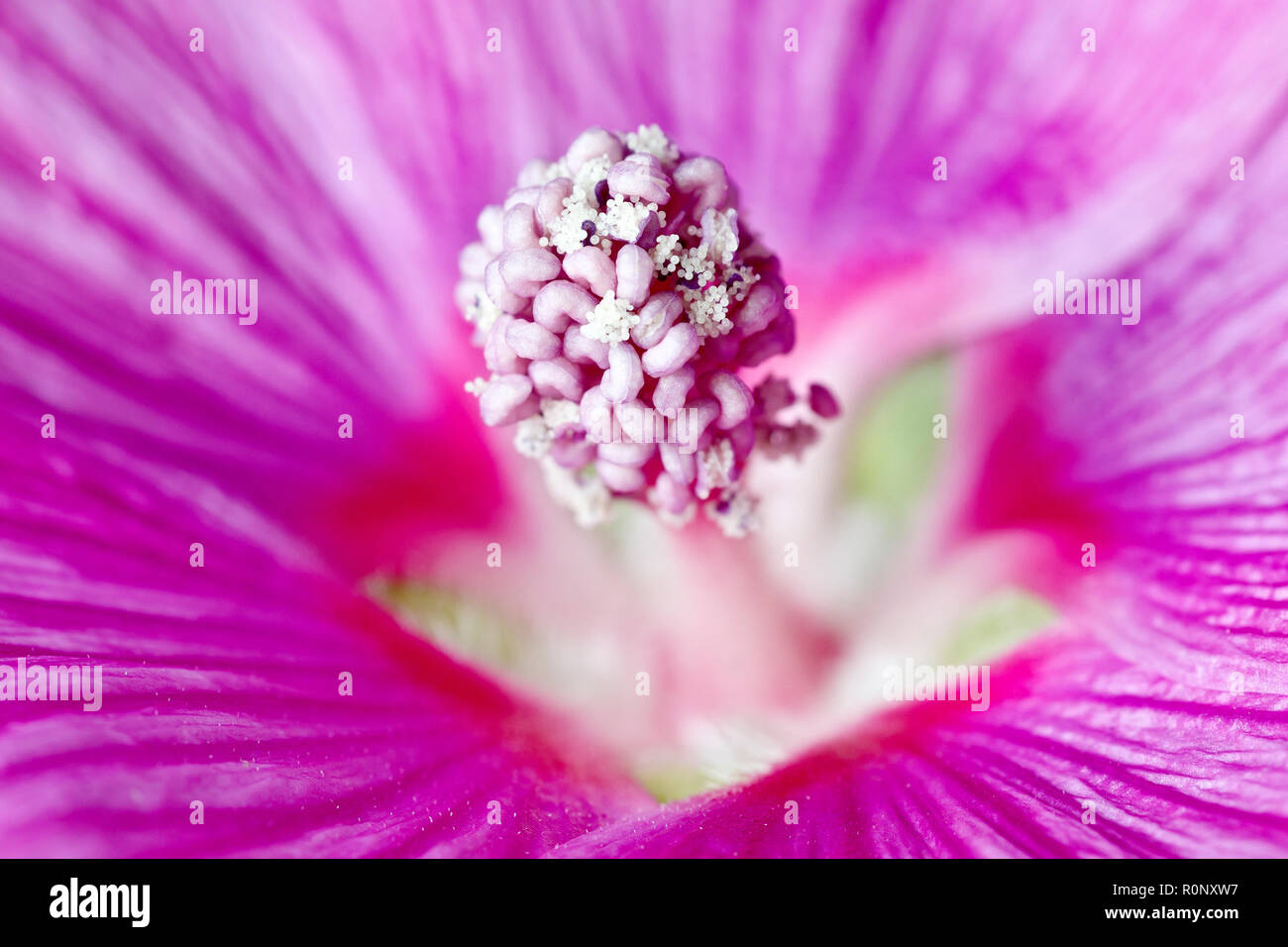 Musk Mallow (malva moschata), close up of the centre of the flower ...