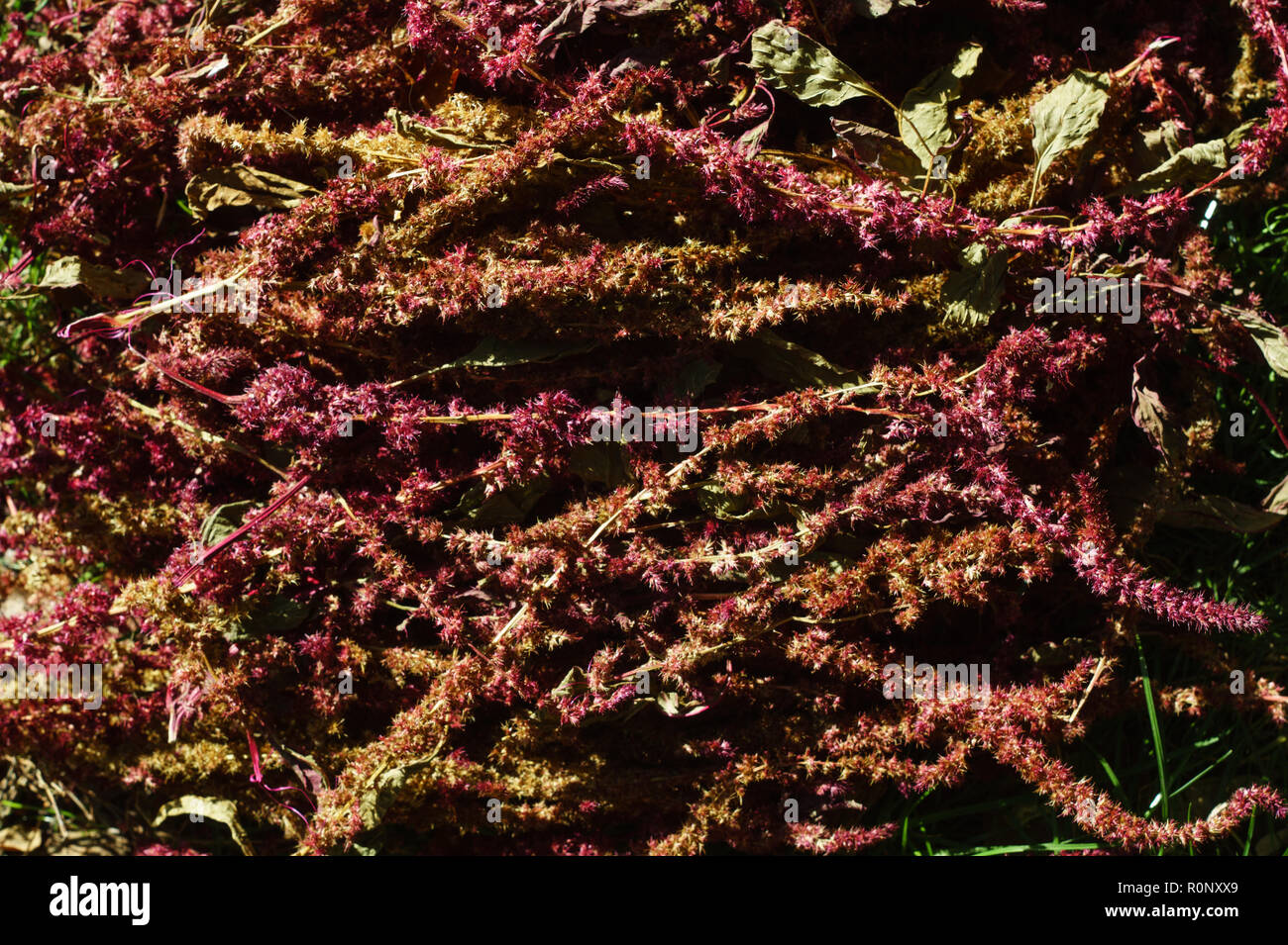 Amaranth porridge hi-res stock photography and images - Alamy