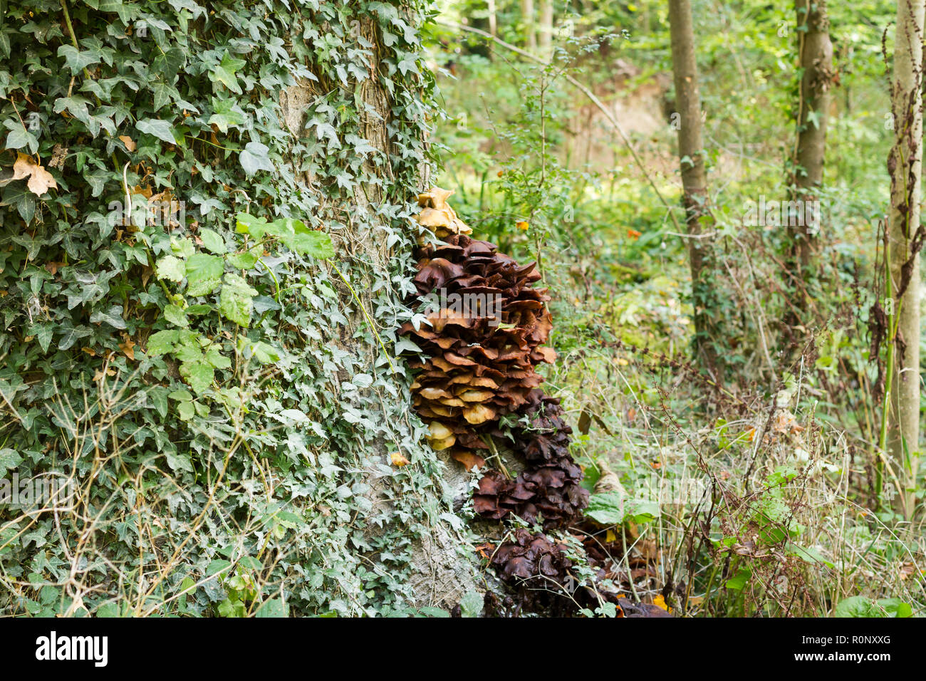 Tree Base Fungi High Resolution Stock Photography and Images - Alamy