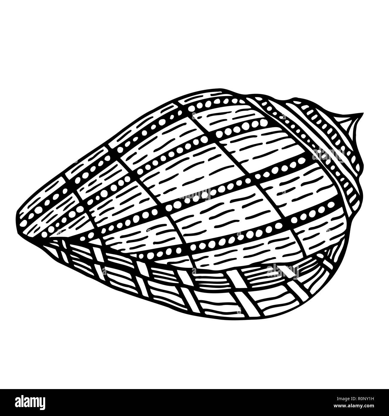Zentangle stylized shell. Hand Drawn aquatic doodle vector illustration ...