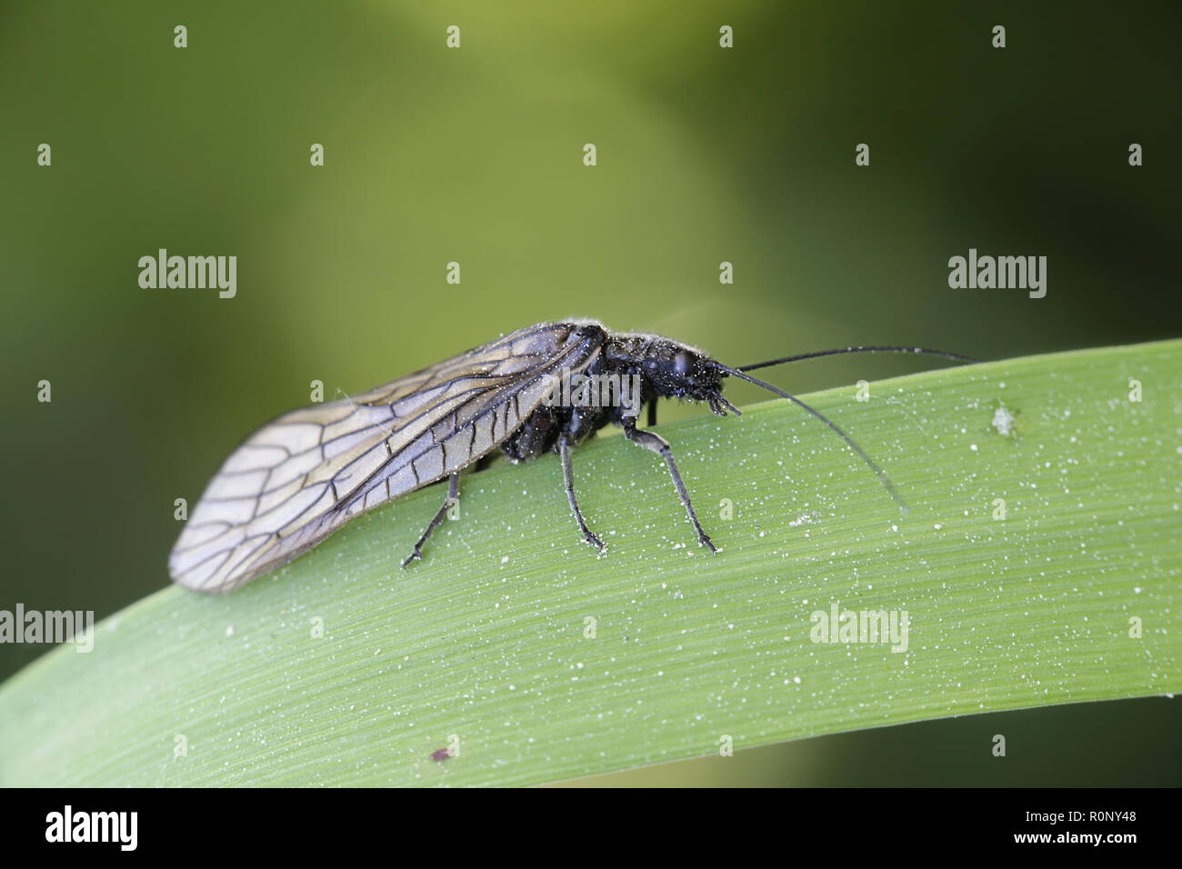Alderfly hi-res stock photography and images - Alamy