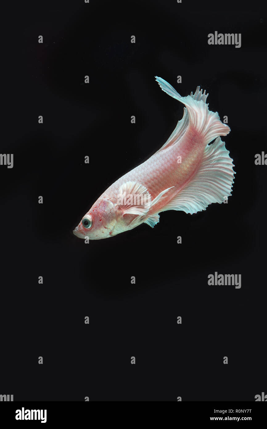 Fighting fish of indonesia hi-res stock photography and images - Alamy