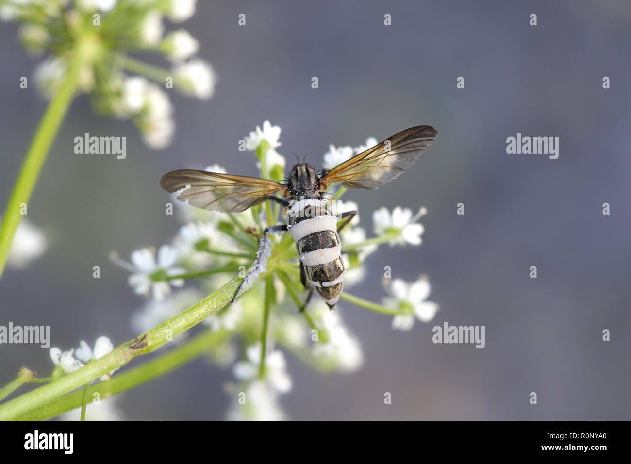 Entomophthora fly hi-res stock photography and images - Alamy