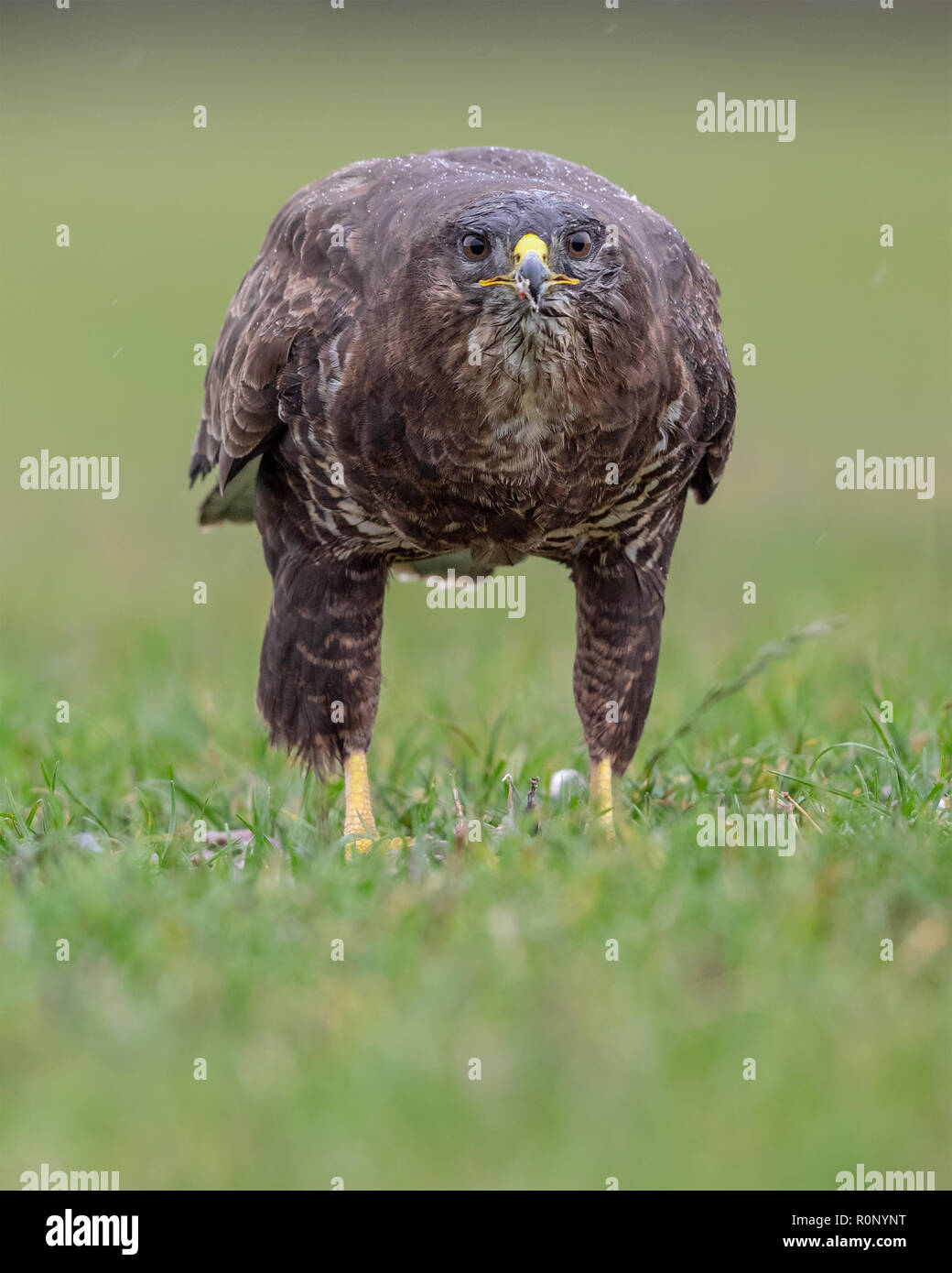 Buzzard uk field hi-res stock photography and images - Alamy