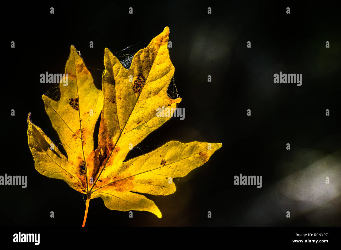 Golden and dark colors hi-res stock photography and images - Alamy