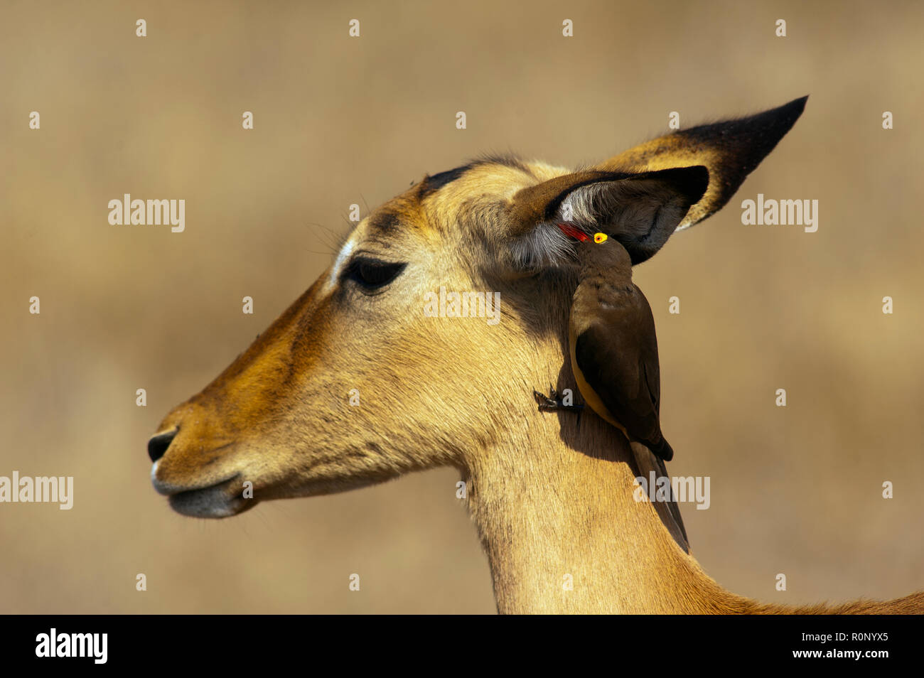 Red-billed oxpecker eating thicks from a female impala at Kruger ...