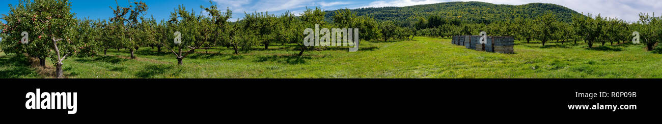 Tree orchard panoramic hi-res stock photography and images - Alamy