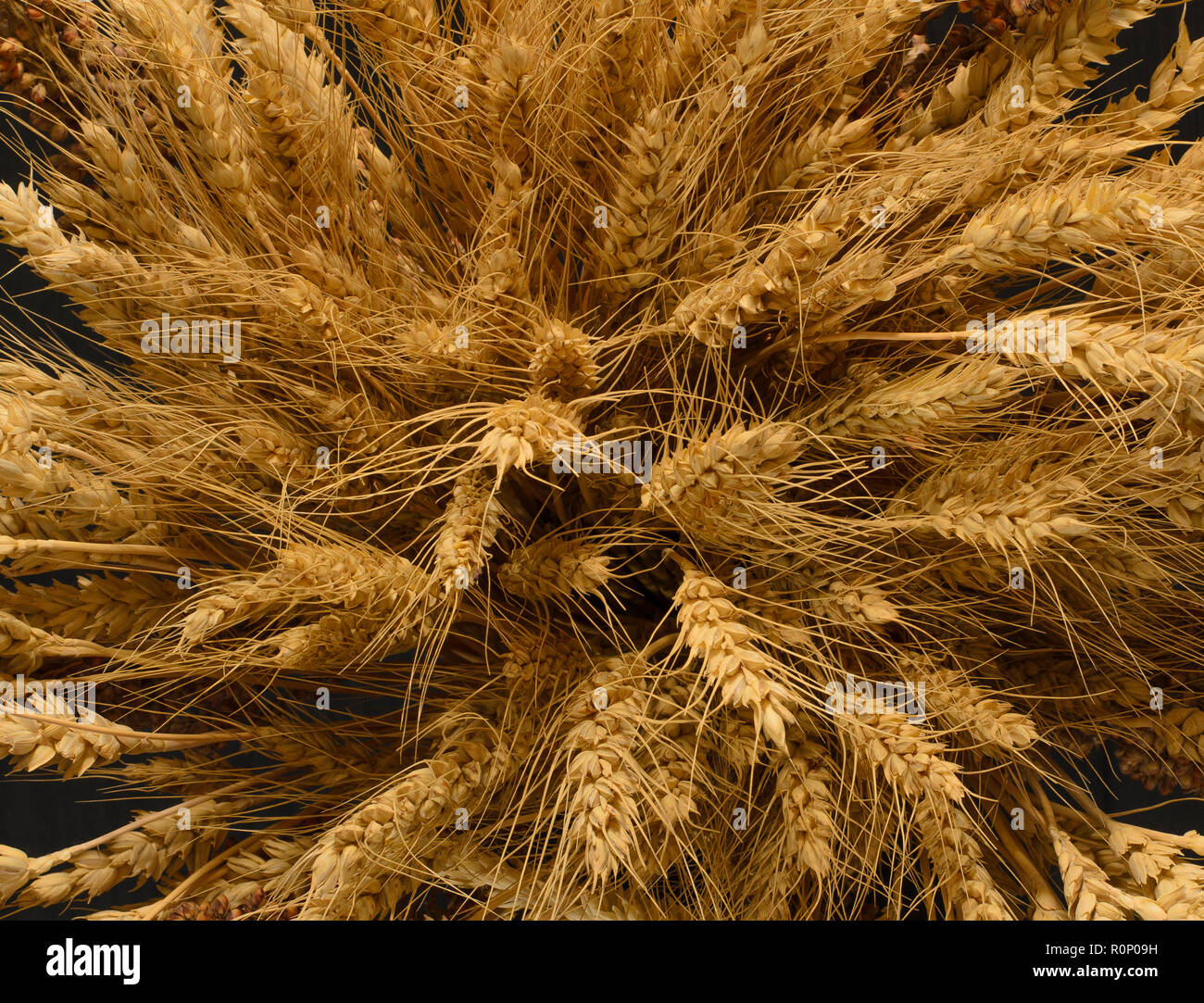 Ears of Wheat, rye, millet pshenici assembled in bouquet Stock Photo ...