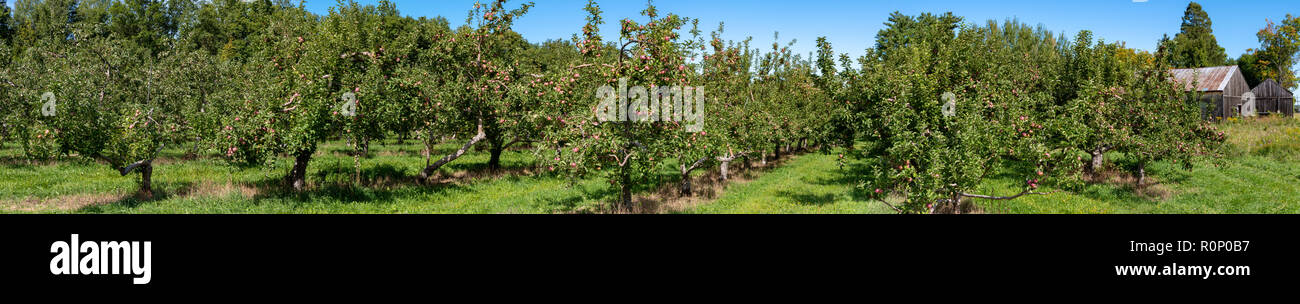 Panoramic view fruit trees orchard hi-res stock photography and images ...