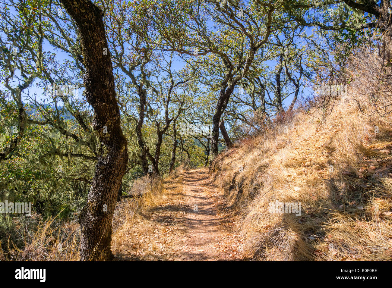 Hiking trail lined up with oak trees in Palo Alto Foothills Park, San ...