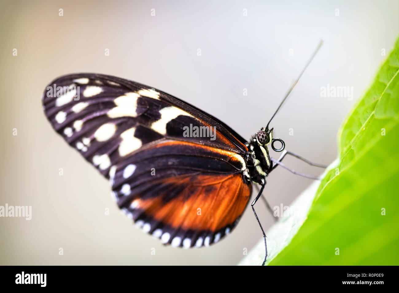 Heliconius longwing hi-res stock photography and images - Alamy