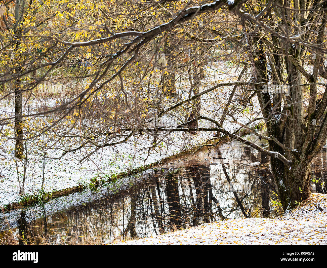 tree branches over forest river in urban park covered by the first snow ...