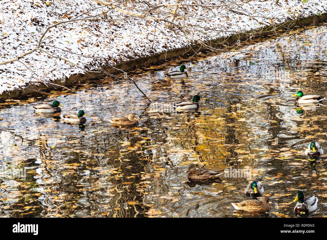 flock of ducks and drakes float in forest river in cold autumn day ...