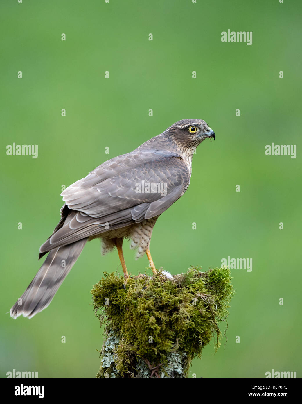 Juvenile sparrowhawk hi-res stock photography and images - Alamy