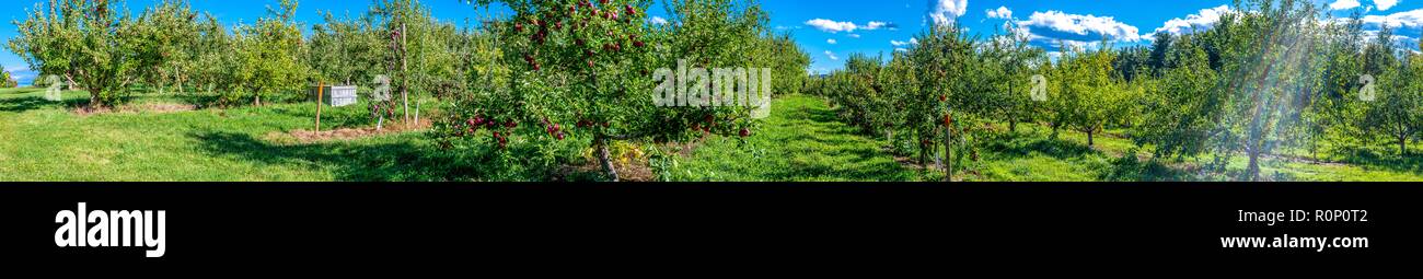 Panoramic view fruit trees orchard hi-res stock photography and images ...